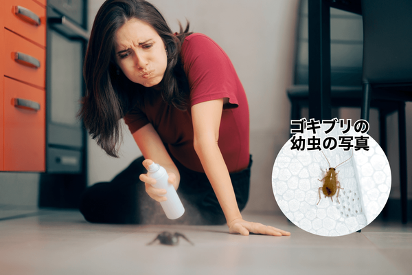ゴキブリの幼虫の見分け方｜駆除方法もご紹介 - トラブルブック